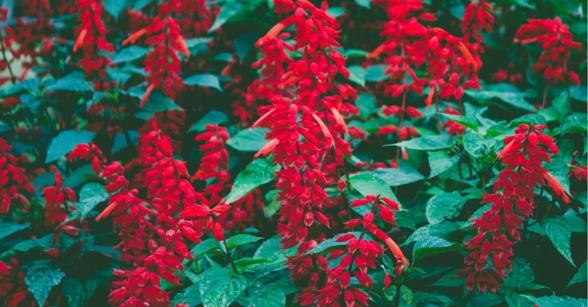 Firecracker Plant: A Complete Growing & Care Guide – rootzara.com